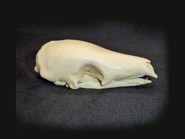 Giant Pangolin Skull