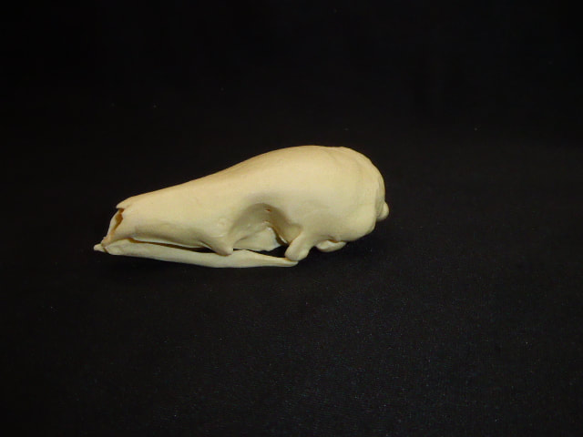 Tree Pangolin Skull Replica - SkeletonsAndSkullsSuperstore