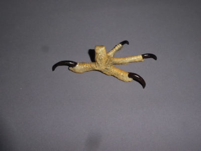 Red-Tailed Hawk Foot Replica - SkeletonsAndSkullsSuperstore