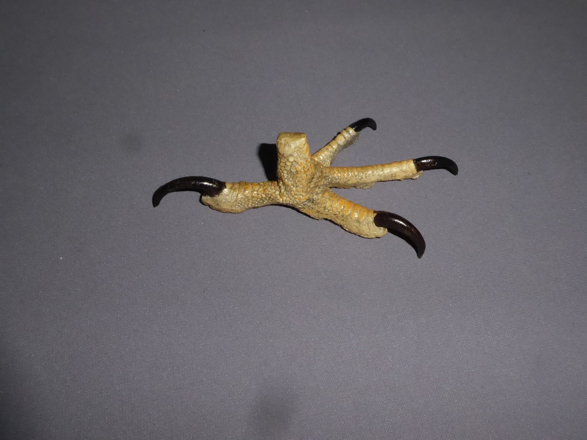 Red Tailed Hawk Feet