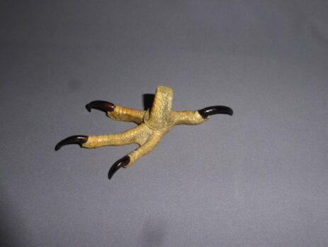 Red-Tailed Hawk Foot Open Replica For Sale