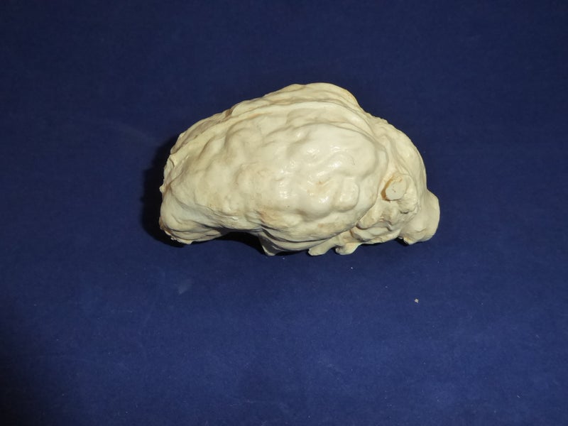 American Mountain Goat Brain Replica For Sale
