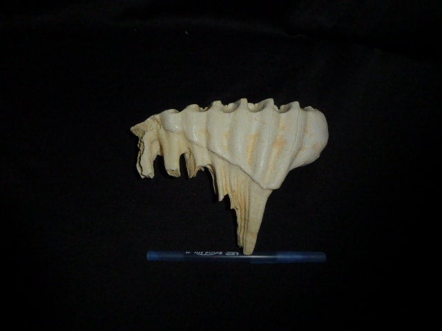 African Elephant Juvenile Molar Tooth - SkeletonsAndSkulls