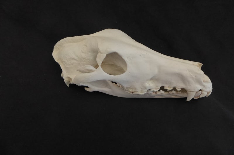 Borzoi Dog Skull Replica - SkeletonsAndSkullsSuperstore