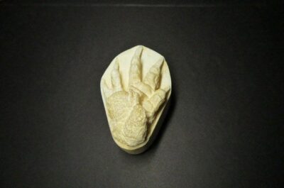 North American Beaver Negative Footprint - SkeletonsAndSkulls