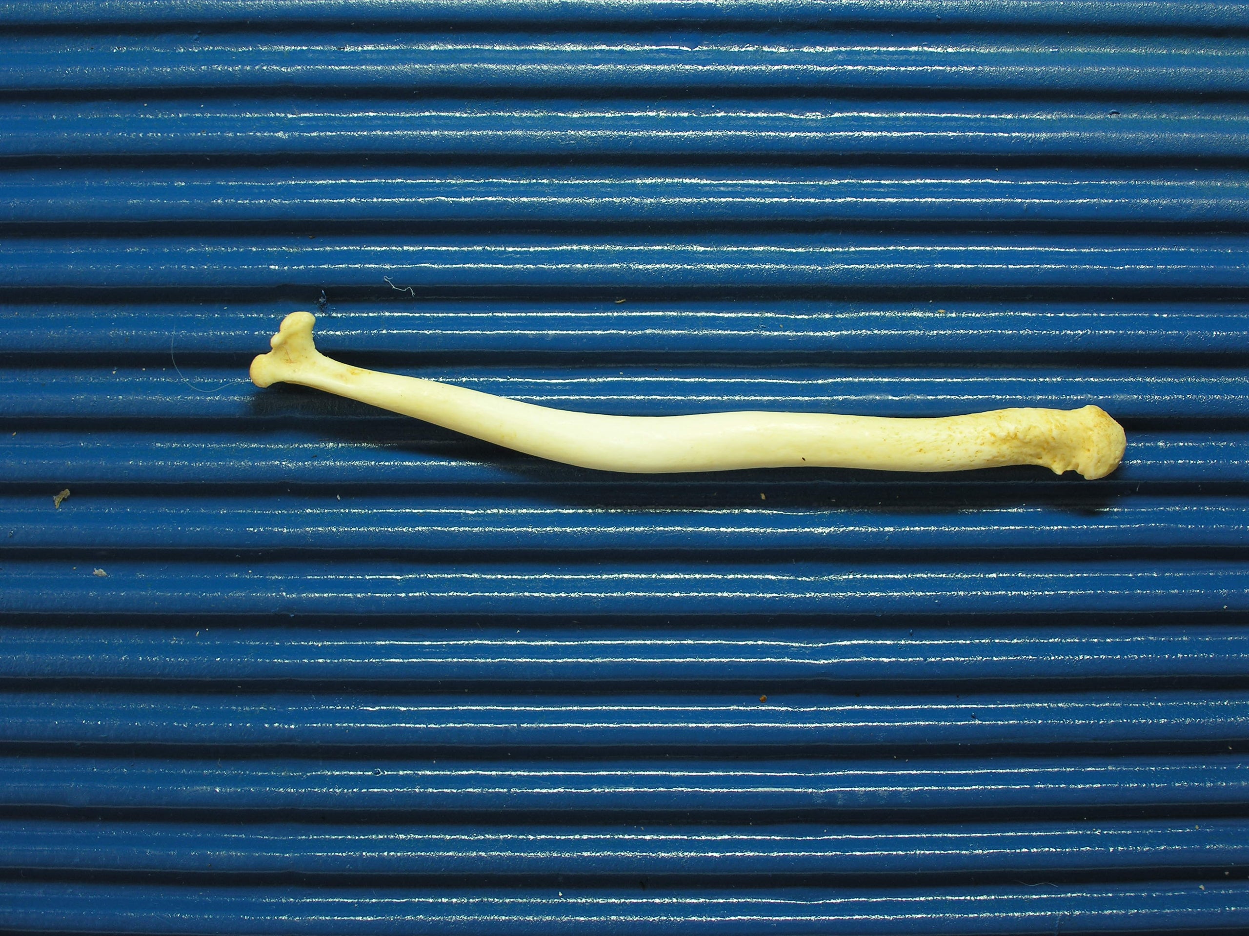 Baculum Replicas - SkeletonsAndSkullsSuperstore
