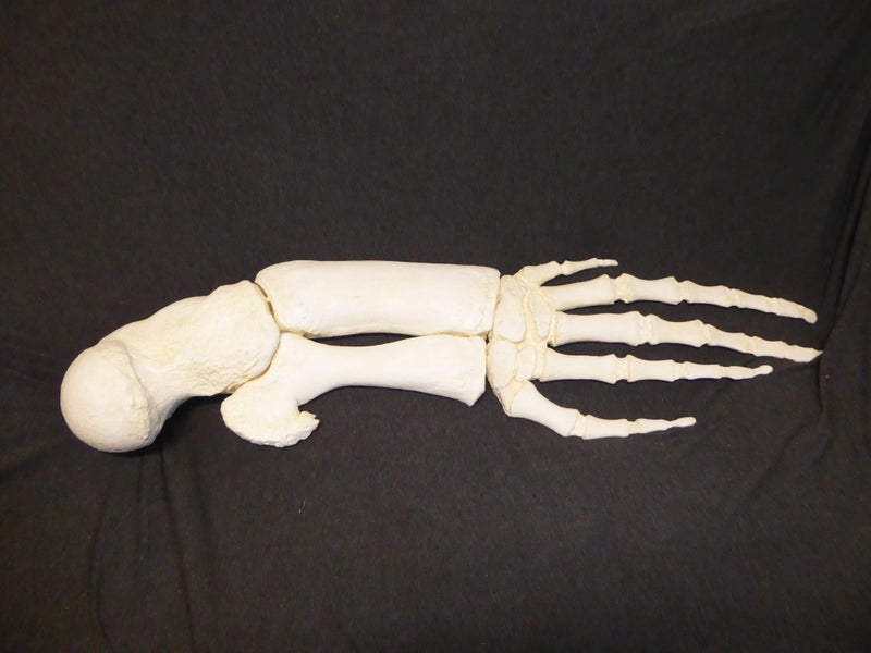 Bairds Beaked Whale Flipper - SkeletonsAndSkulls