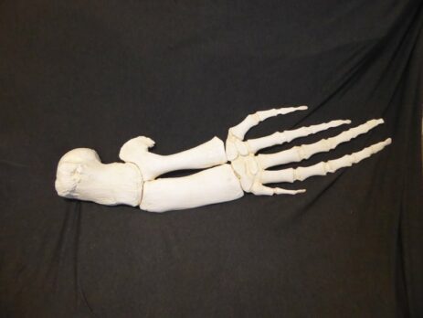 Bairds Beaked Whale Flipper - SkeletonsAndSkulls