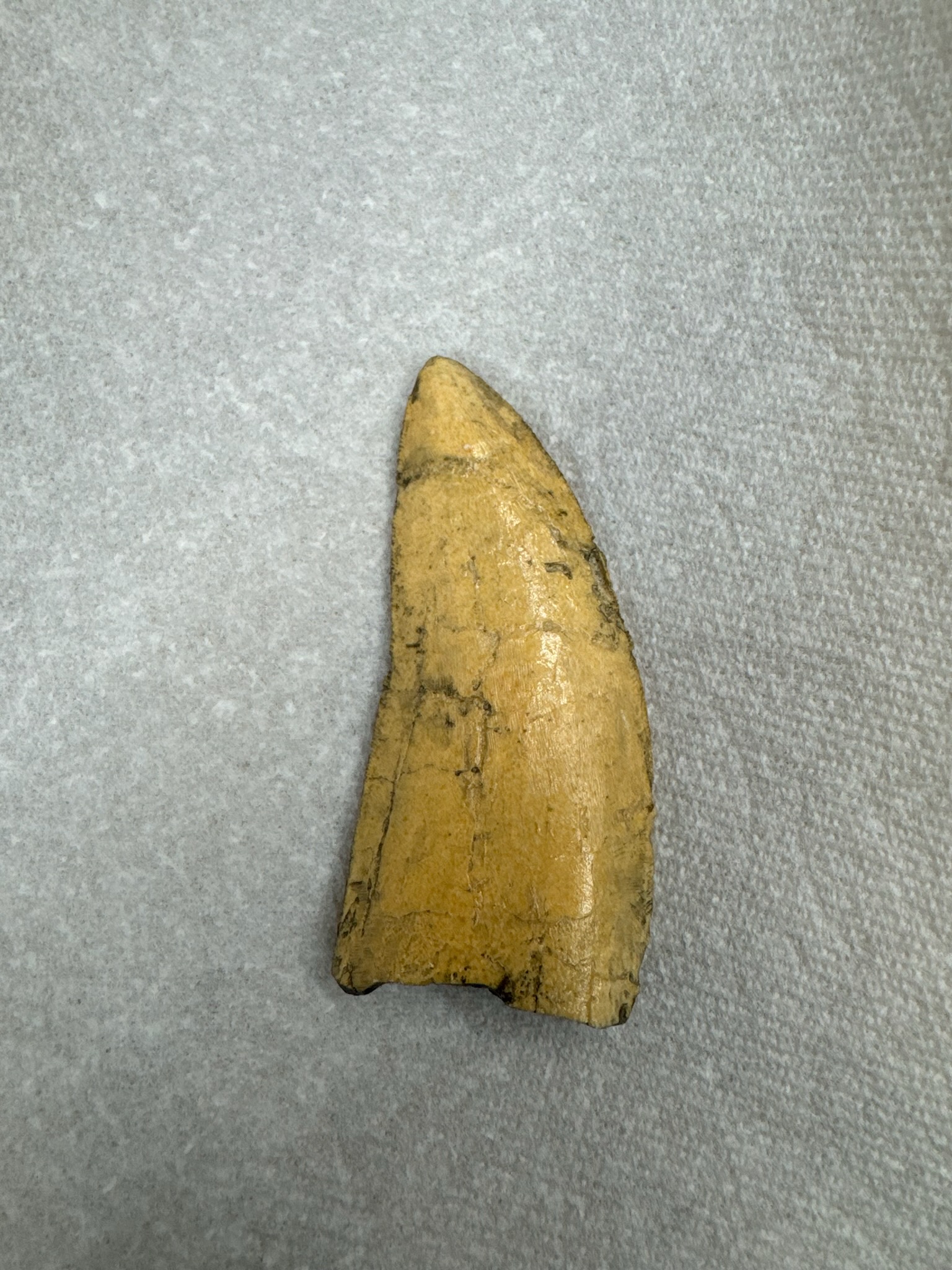 Carcharodontosaur Tooth Replica - SkeletonsAndSkullsSuperstore