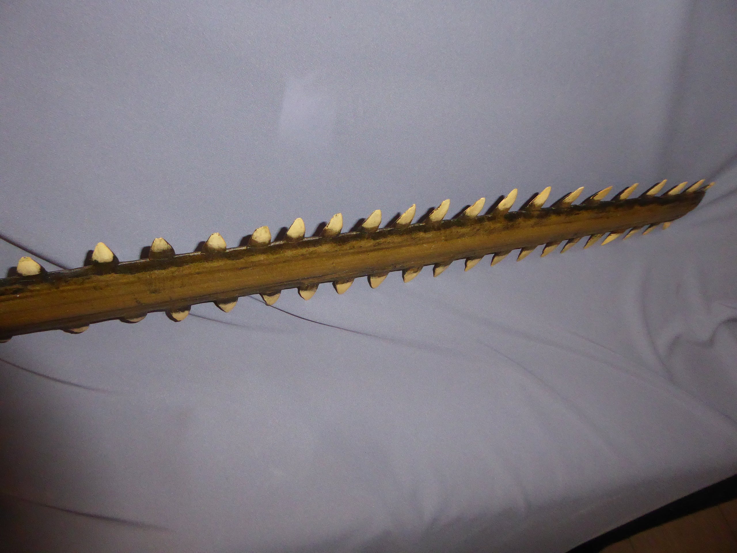 Sawfish Rostrum Replica For Sale