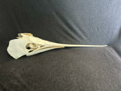 Swordfish Skull Replica - SkeletonsAndSkullsSuperstore