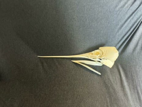 Swordfish Skull Replica - SkeletonsAndSkullsSuperstore