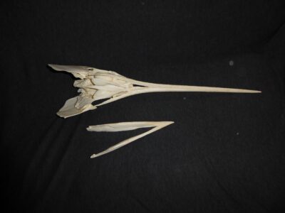 Swordfish Skull Replica - SkeletonsAndSkullsSuperstore