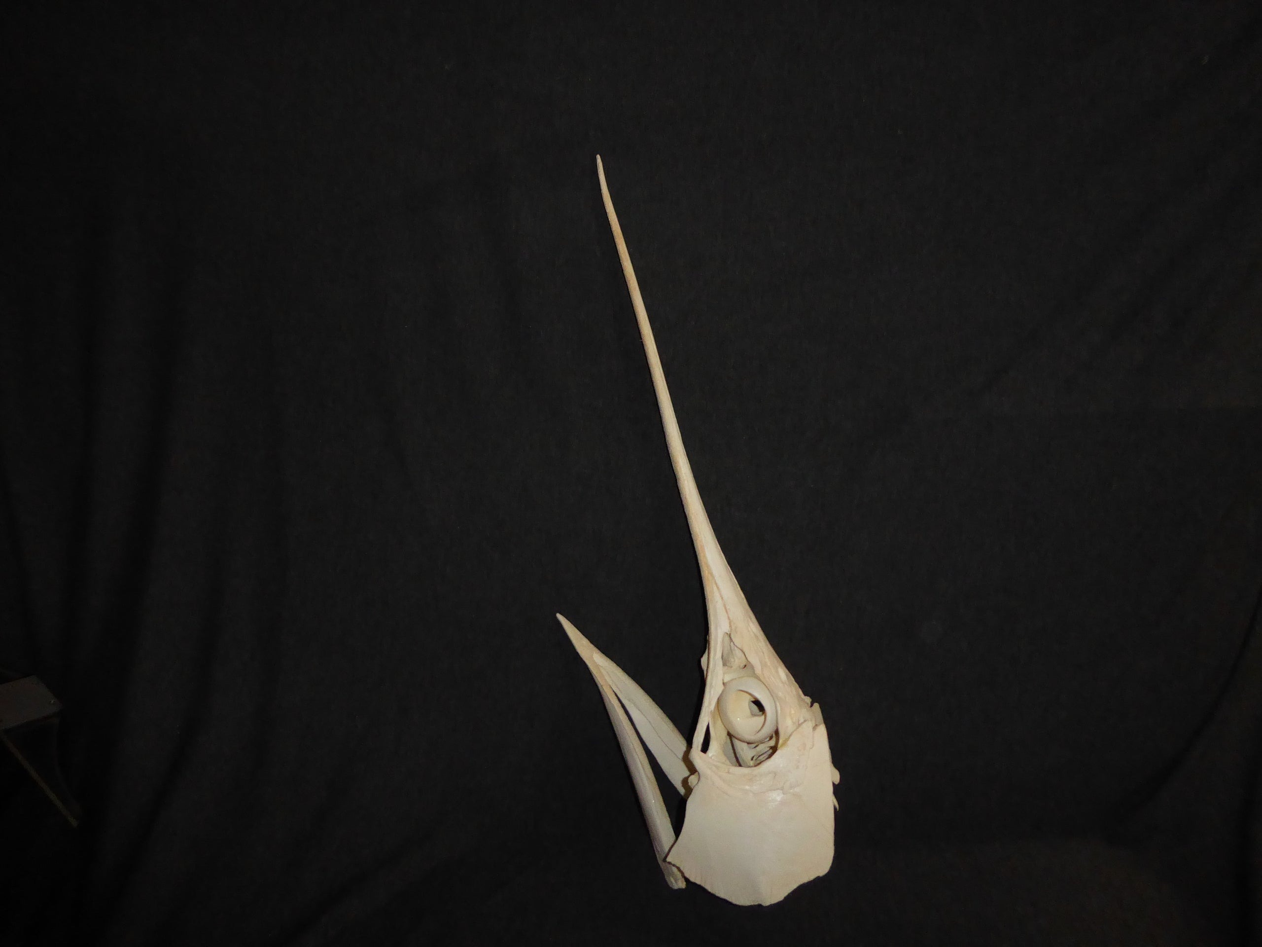 Swordfish Skull Replica For Sale