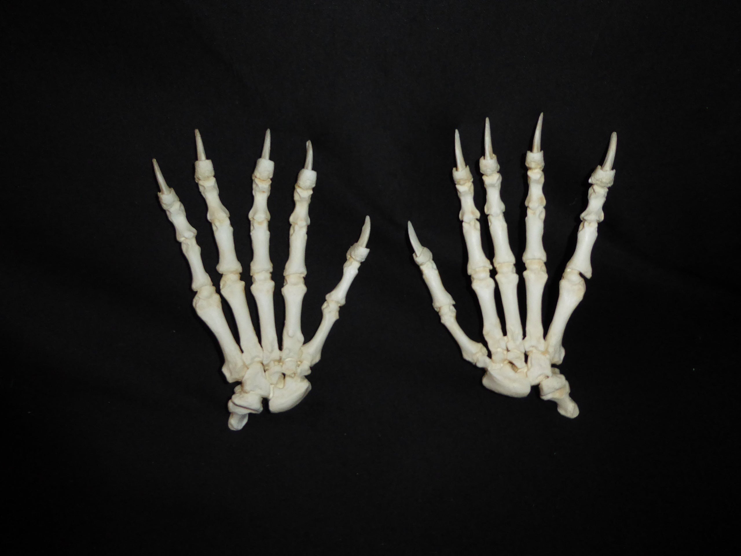 Black Bear Skeletal Front Foot Replicas - SkeletonsAndSkulls