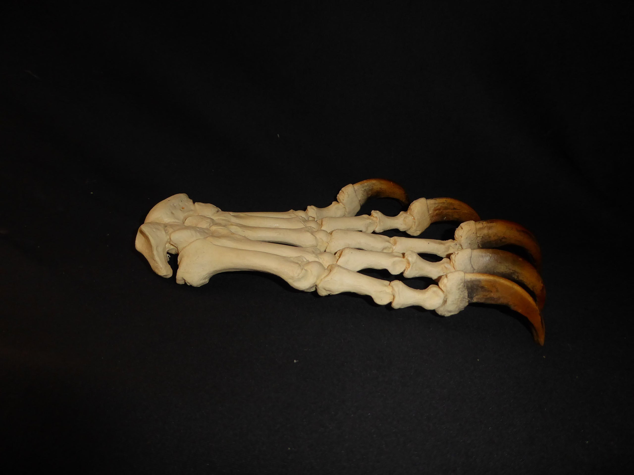 Grizzly Bear Front Foot Replica - SkeletonsAndSkullsSuperstore