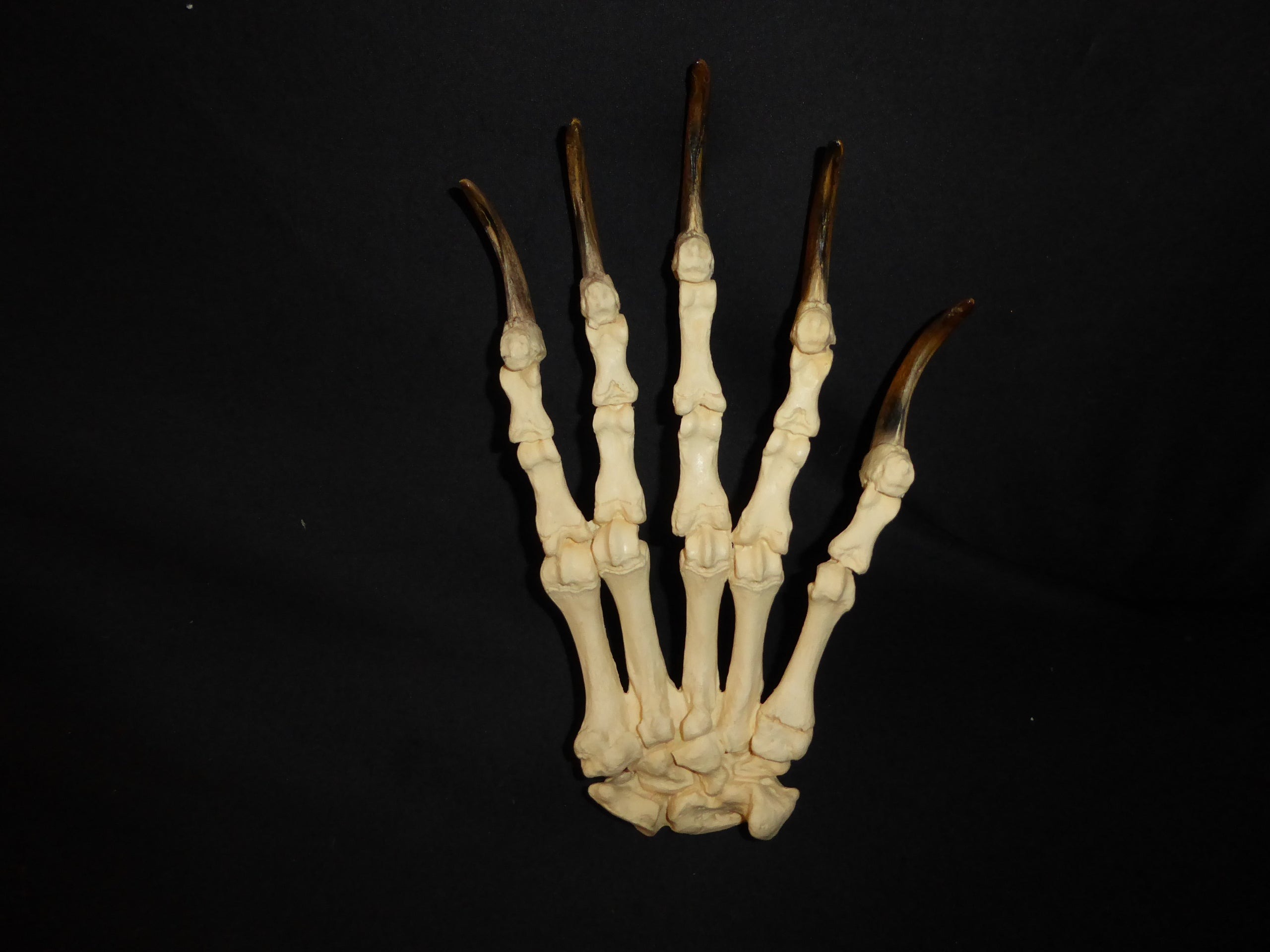 Grizzly Bear Front Foot Replica - SkeletonsAndSkullsSuperstore