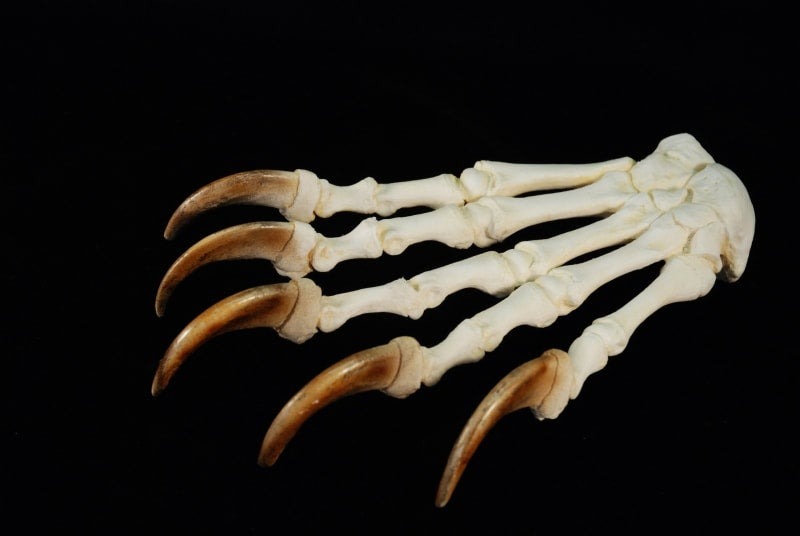 Grizzly Bear Front Foot Replica For Sale