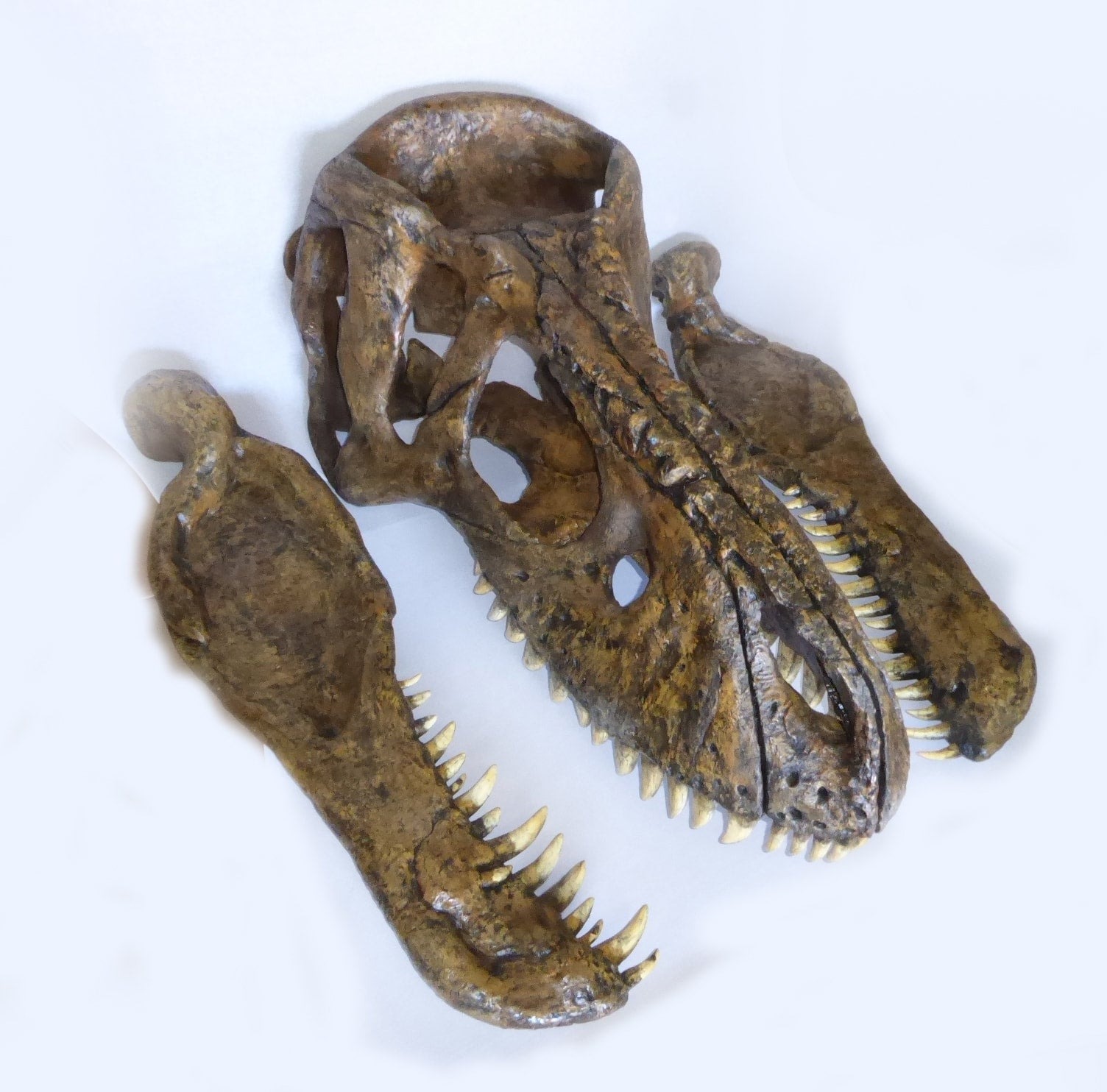 Tyrannosaurus rex Skull For Sale