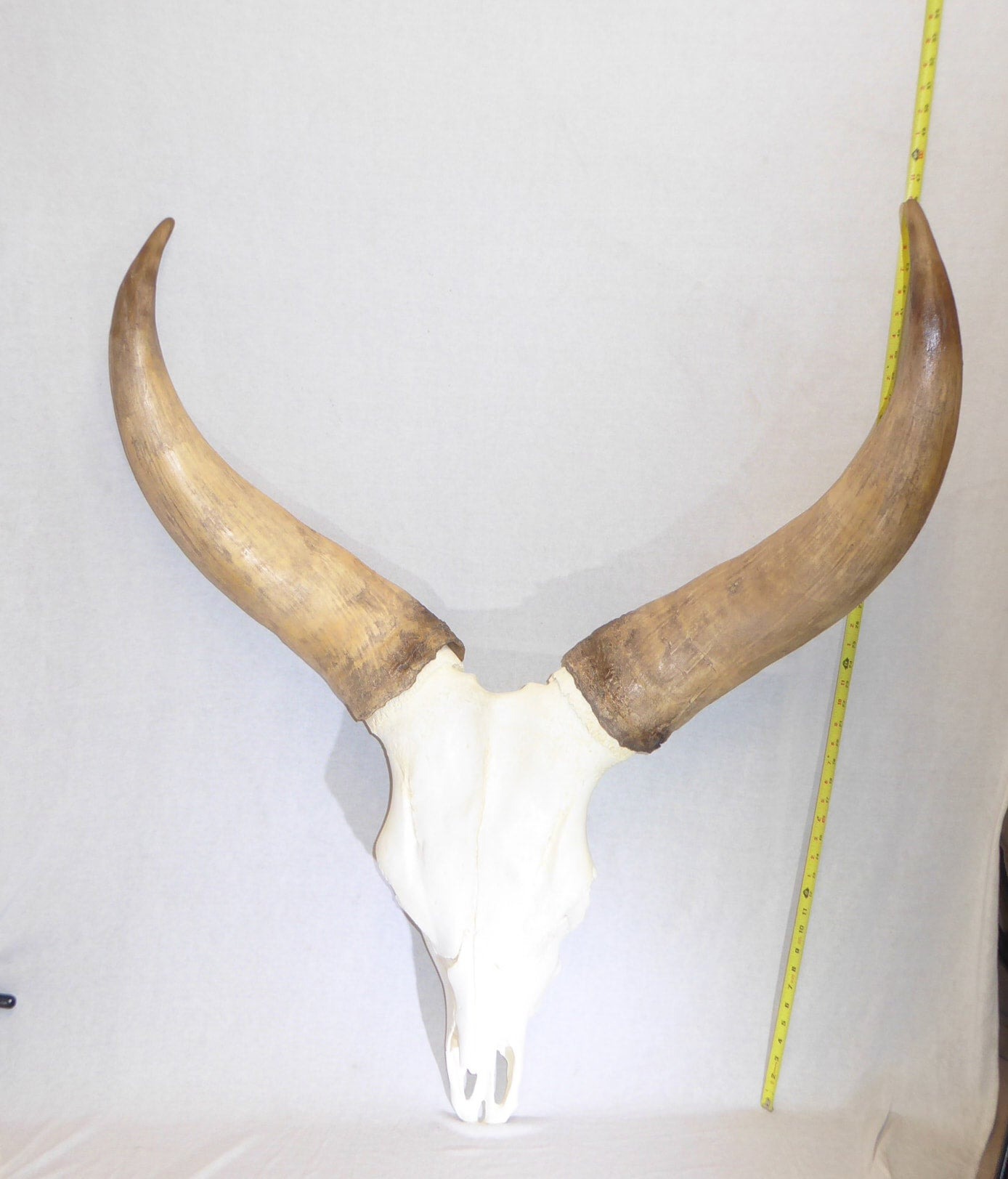 Ankole-Watusi Skull Replica - SkeletonsAndSkullsSuperstore