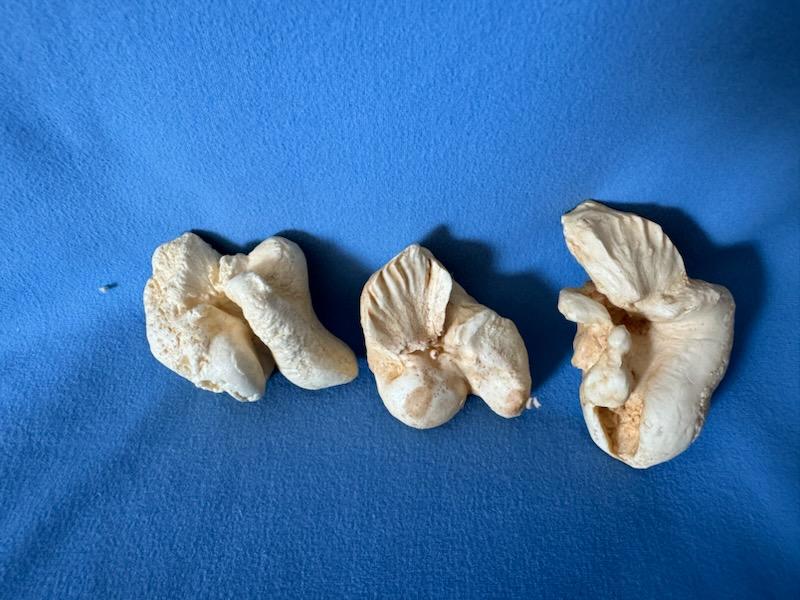 Beluga Whale Ear Bone Replicas - SkeletonsAndSkullsSuperstore