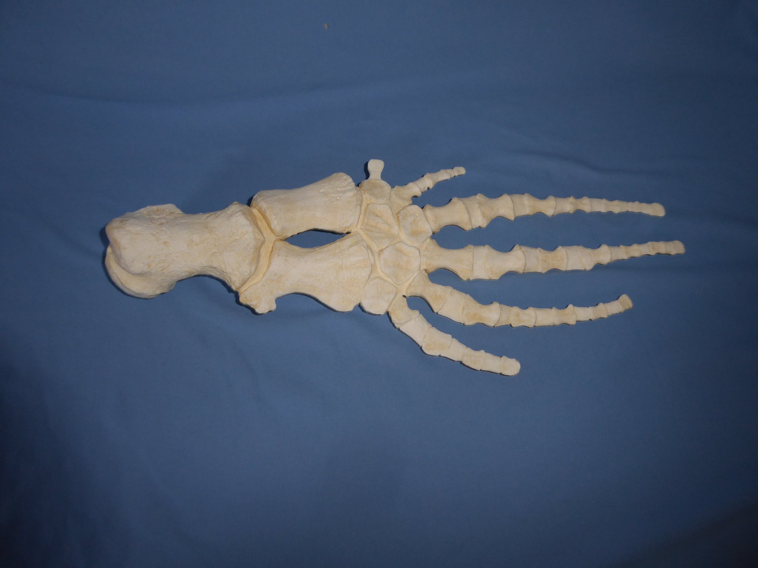 Pygmy Sperm Whale Flipper - SkeletonsAndSkullsSuperstore