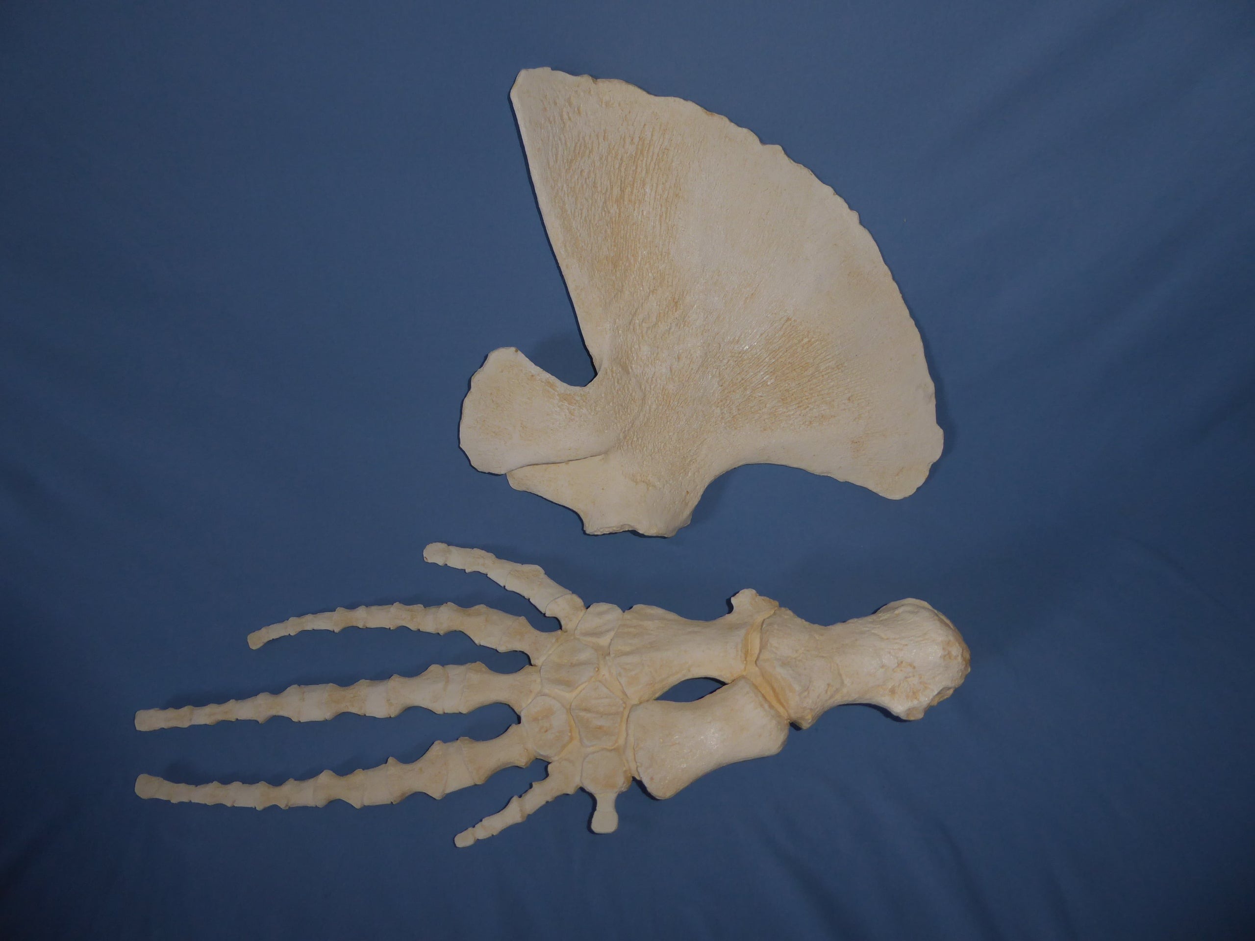 Pygmy Sperm Whale Flipper - SkeletonsAndSkullsSuperstore
