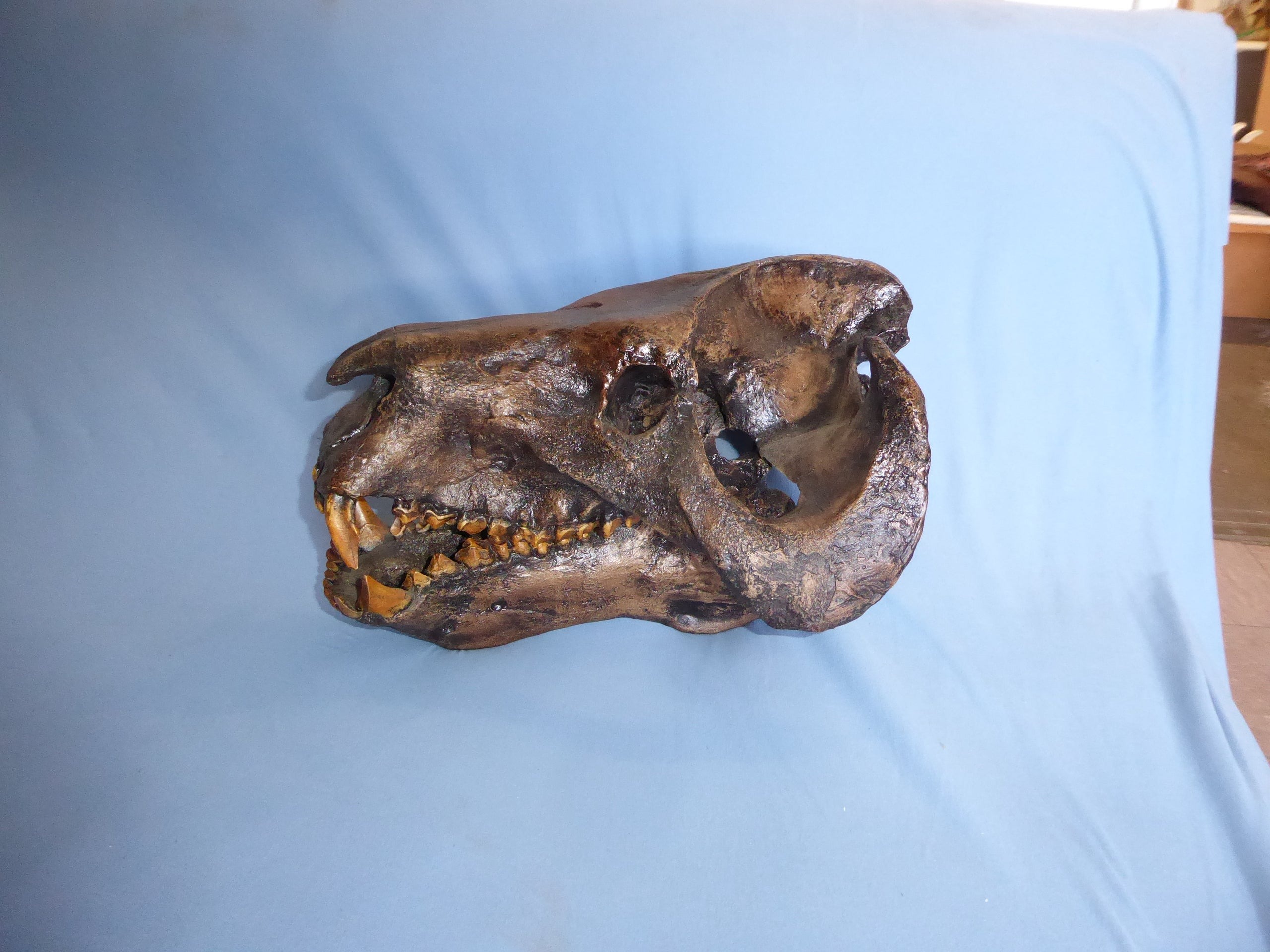 Giant Oreodon Skull Replica - SkeletonsAndSkullsSuperstore