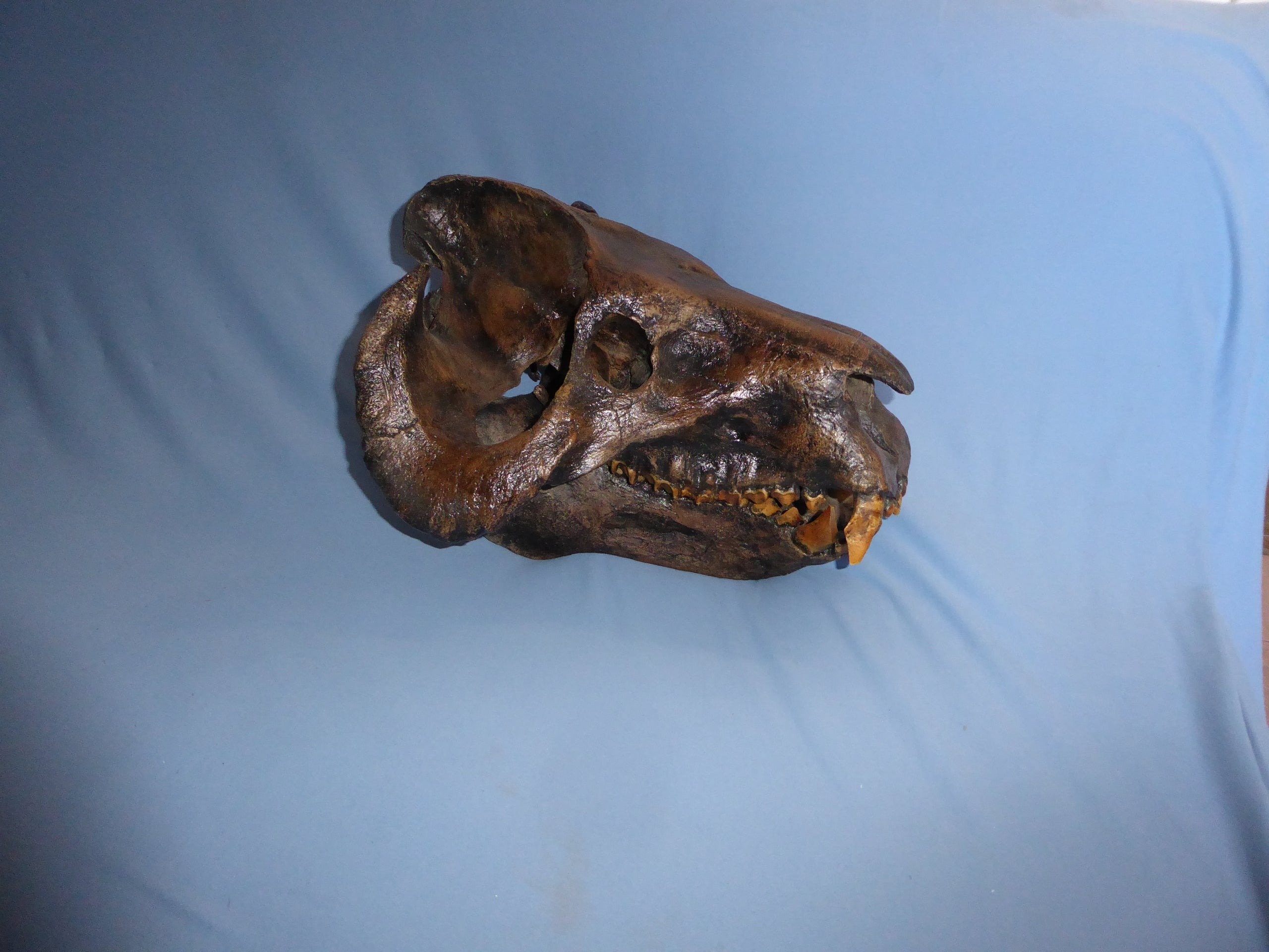 Giant Oreodon Skull Replica - SkeletonsAndSkullsSuperstore