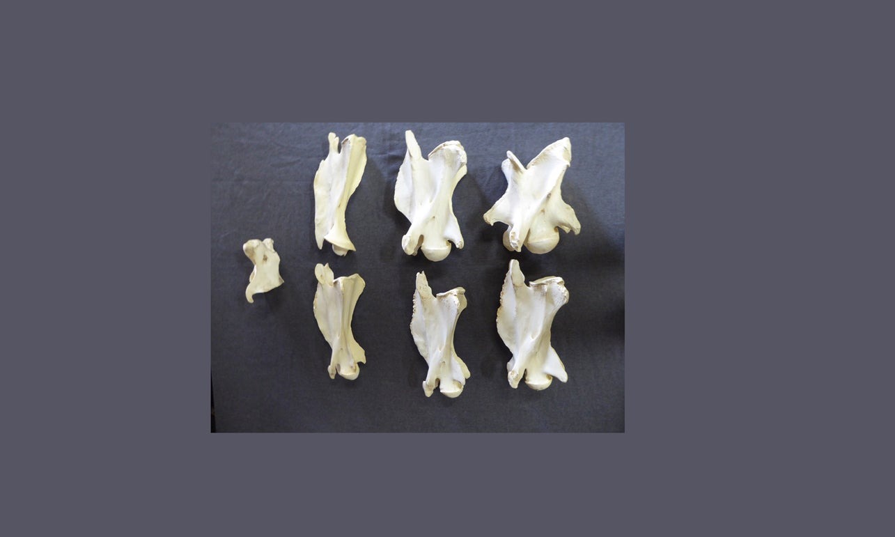 Giraffe Male Skull & Neck Vertebrae - Osteological Model