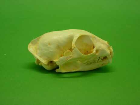 Flat Headed Cat Skull Replica - SkeletonsAndSkullsSuperstore
