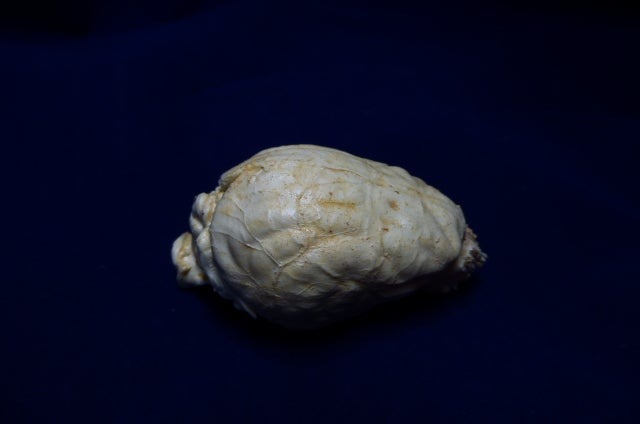 Gray Fox Brain Replica For Sale