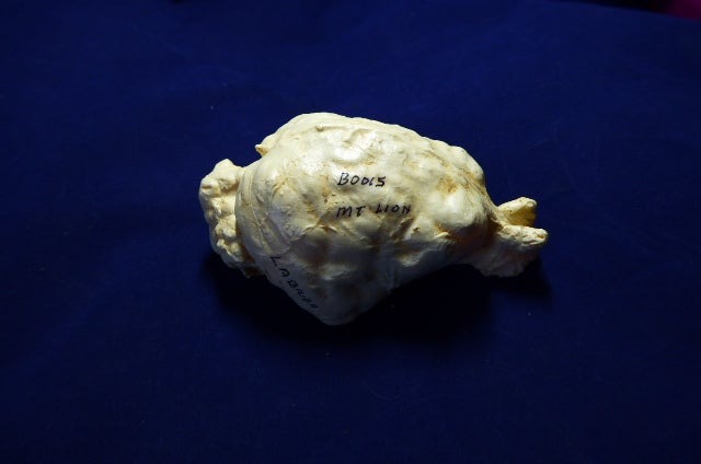 Mountain Lion Brain Replica For Sale