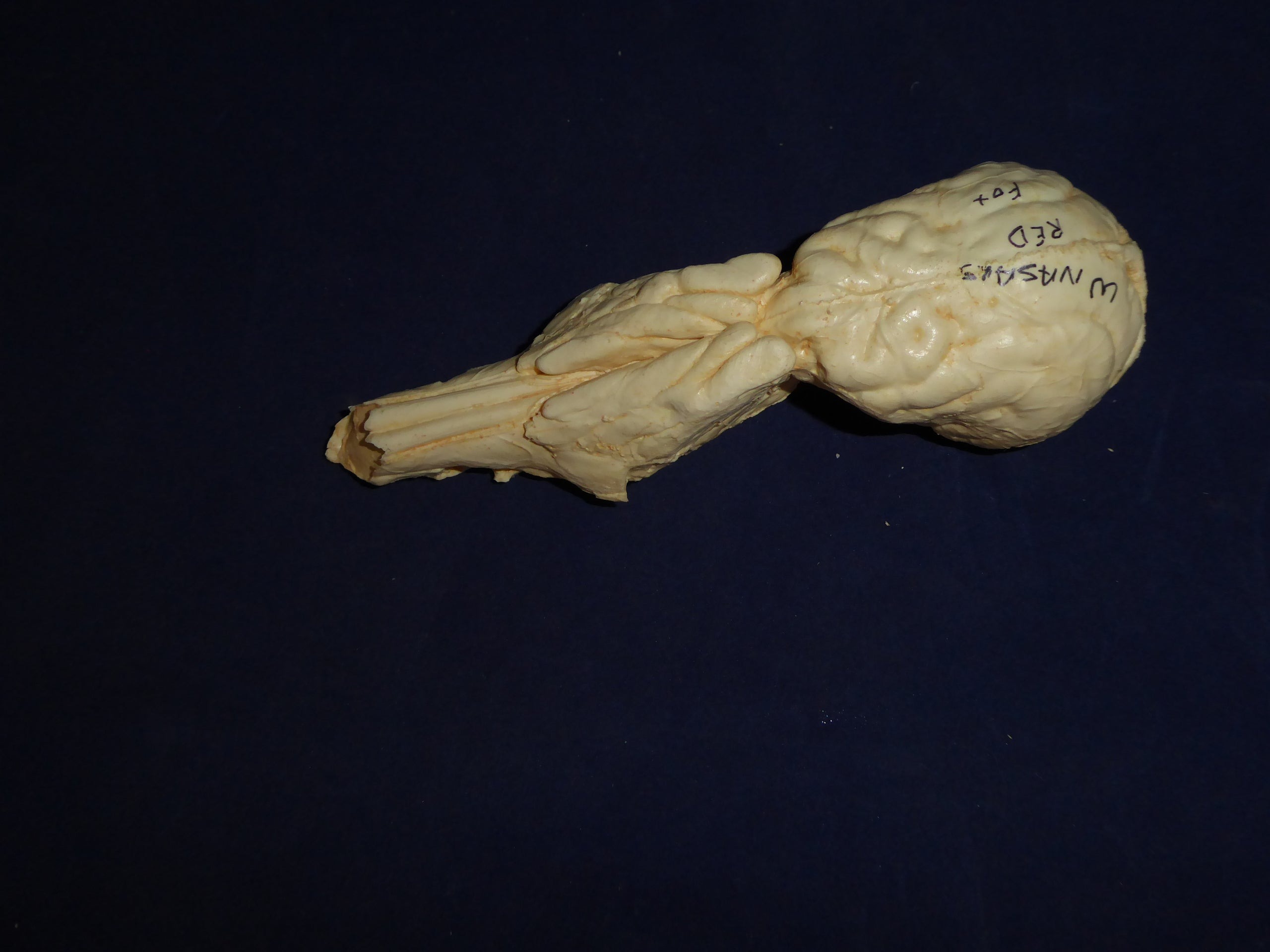 Red Fox Brain and Nasal Replica For Sale
