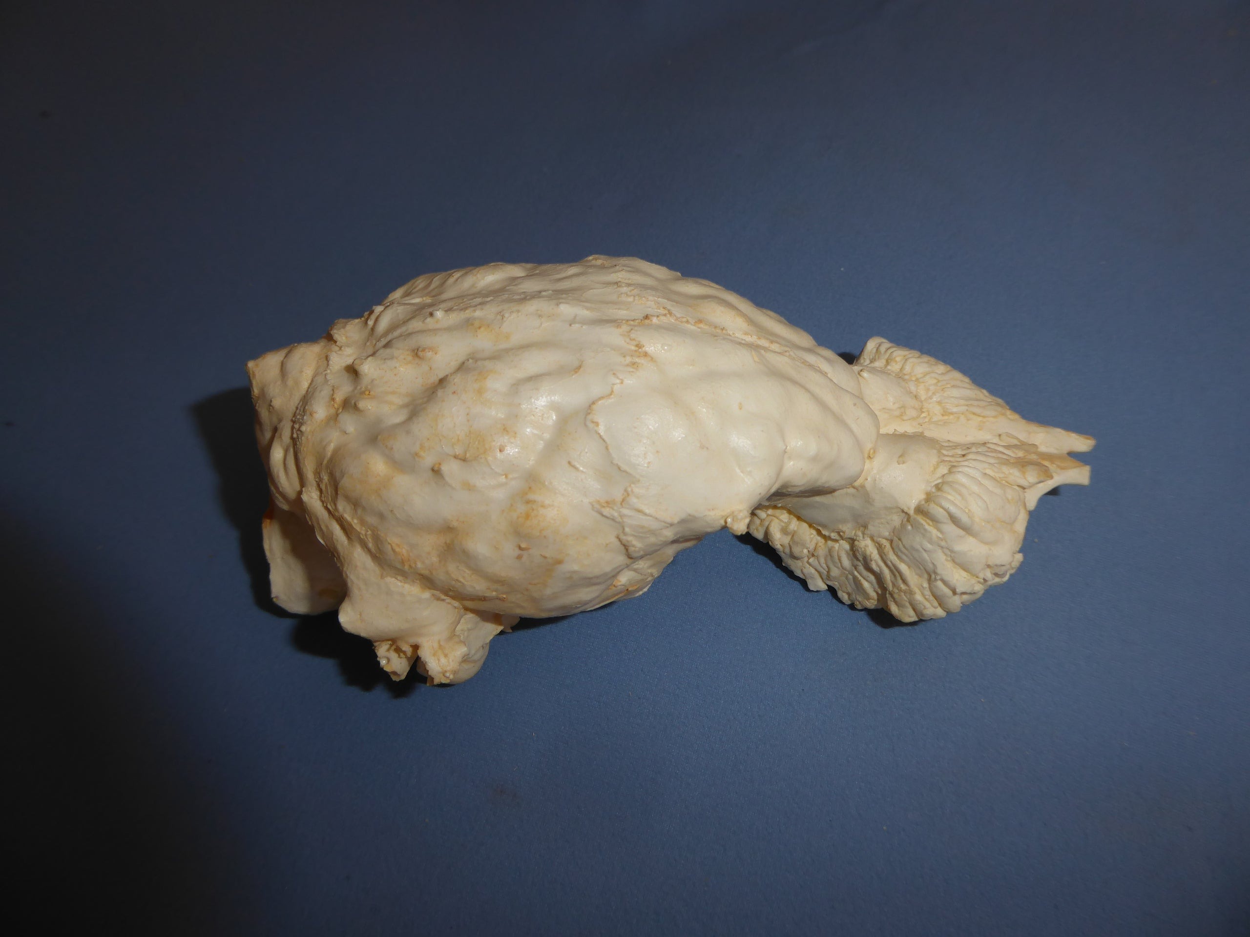 White-tailed Deer Brain with Nasal Replica For Sale