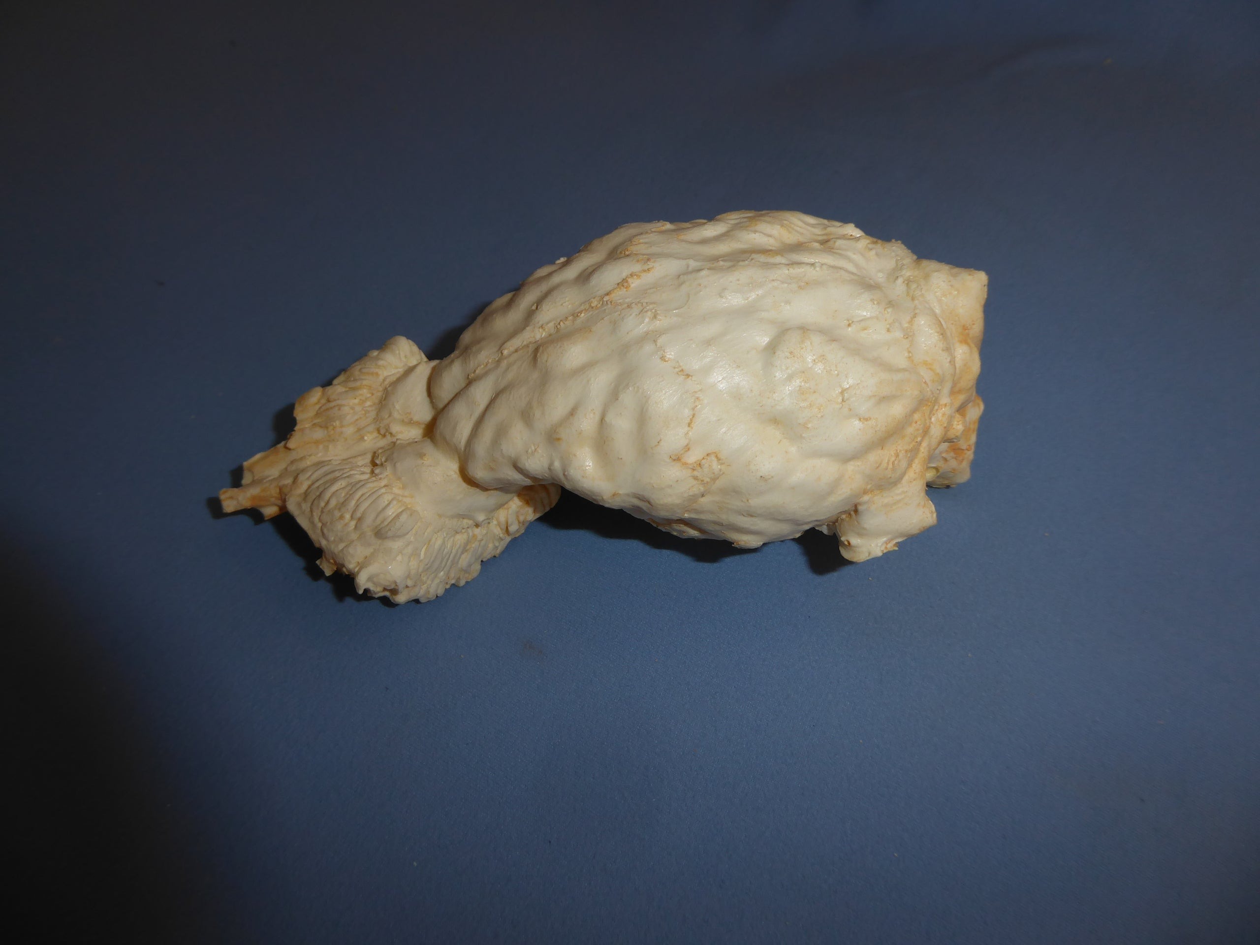 White-tailed Deer Brain with Nasal Replica For Sale