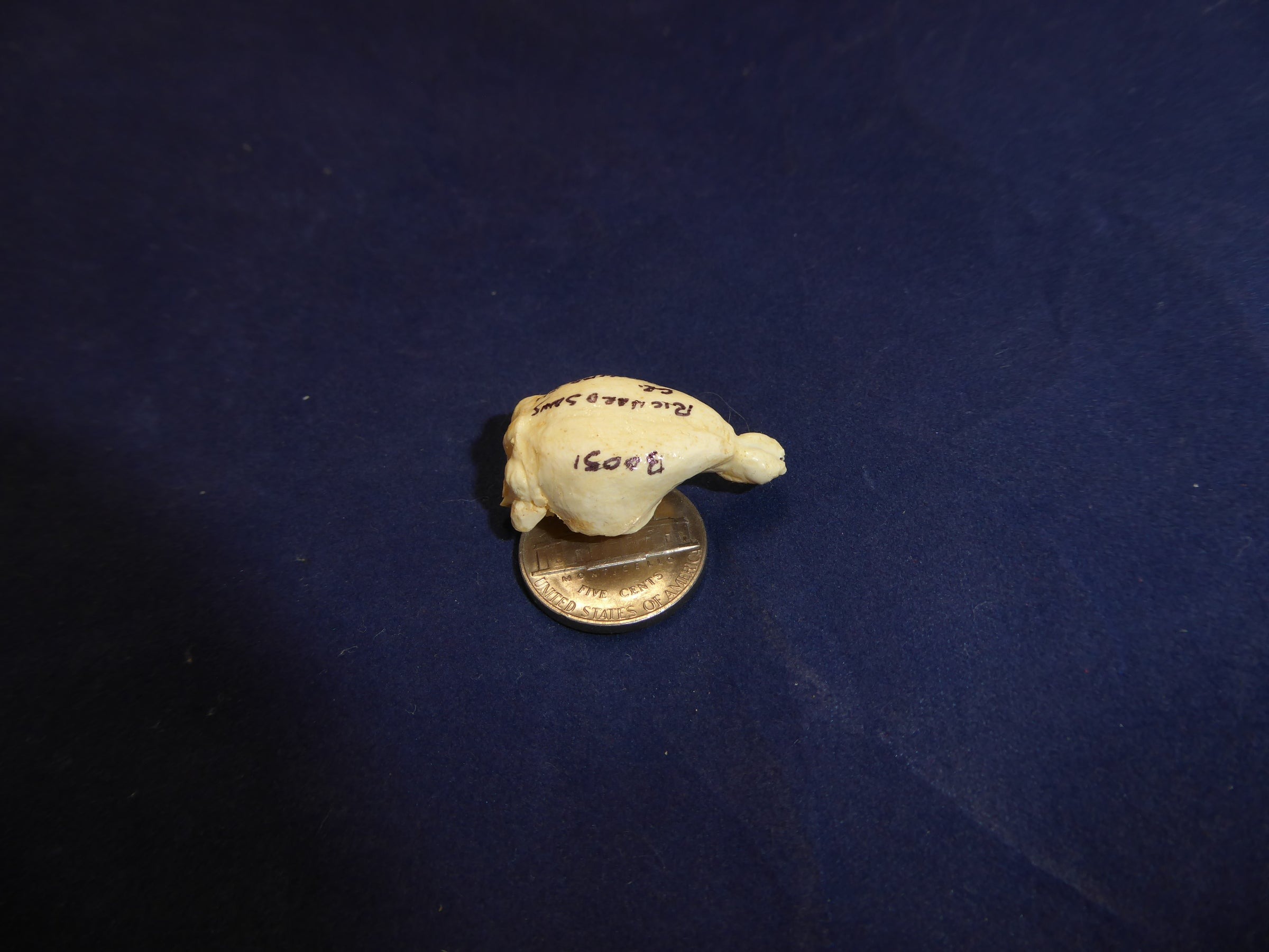 Richardson's Ground Squirrel Brain Replica For Sale
