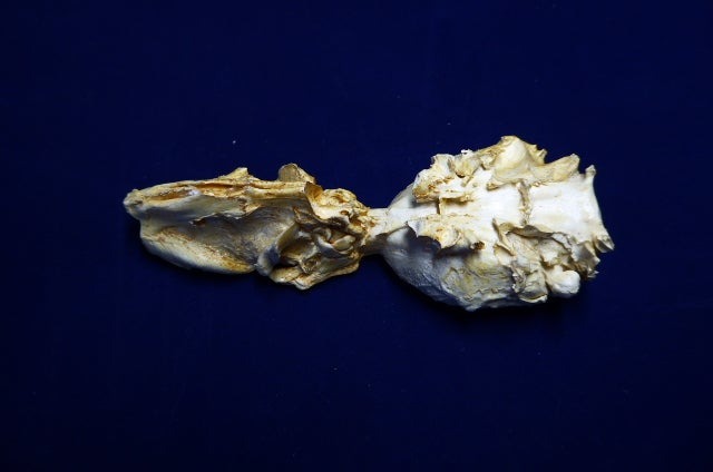 North American Beaver Brain Replica | Osteological model