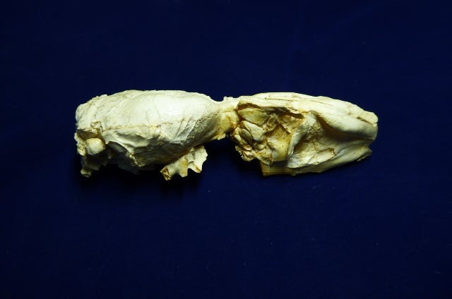 North American Beaver Brain Replica For Sale