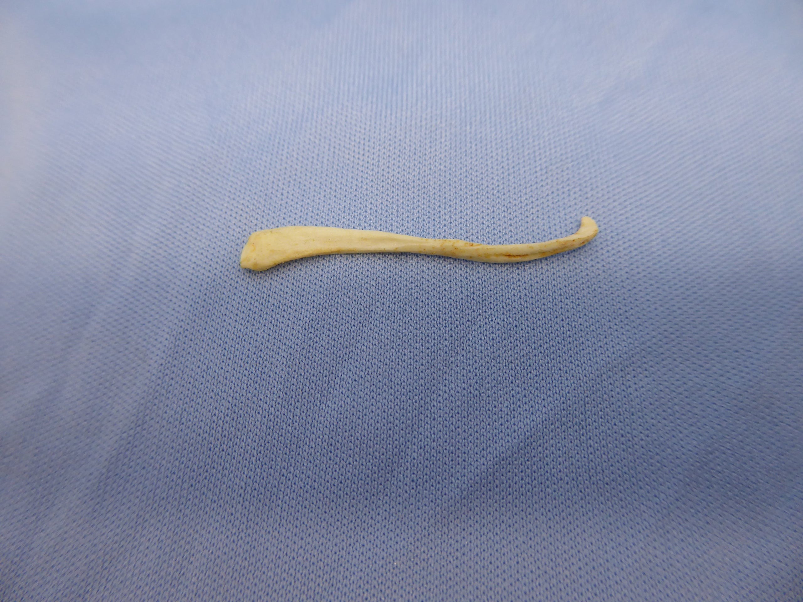 Black Footed Ferret Baculum Replica SkeletonsAndSkullsSuperstore