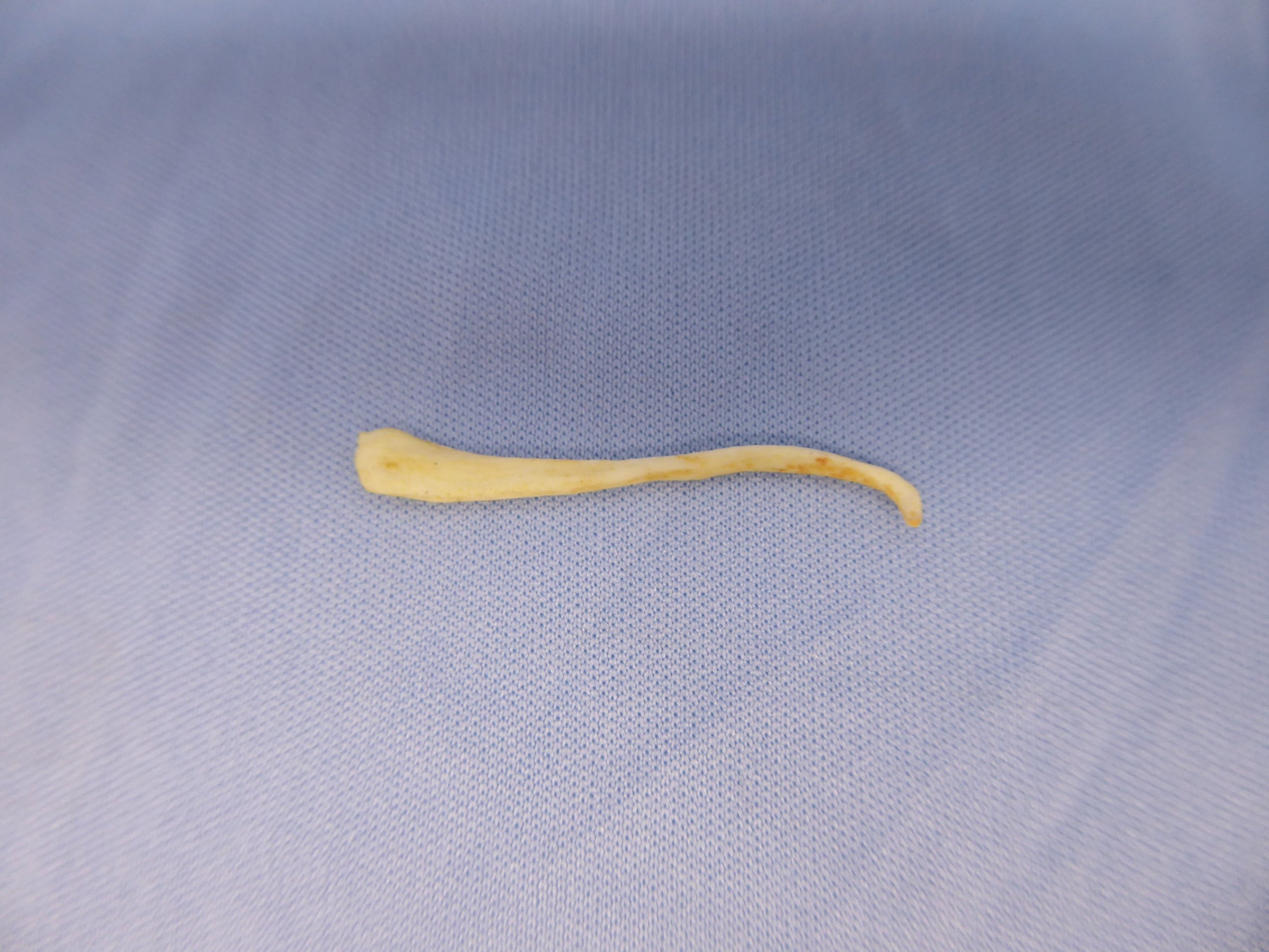 Black Footed Ferret Baculum Replica SkeletonsAndSkullsSuperstore