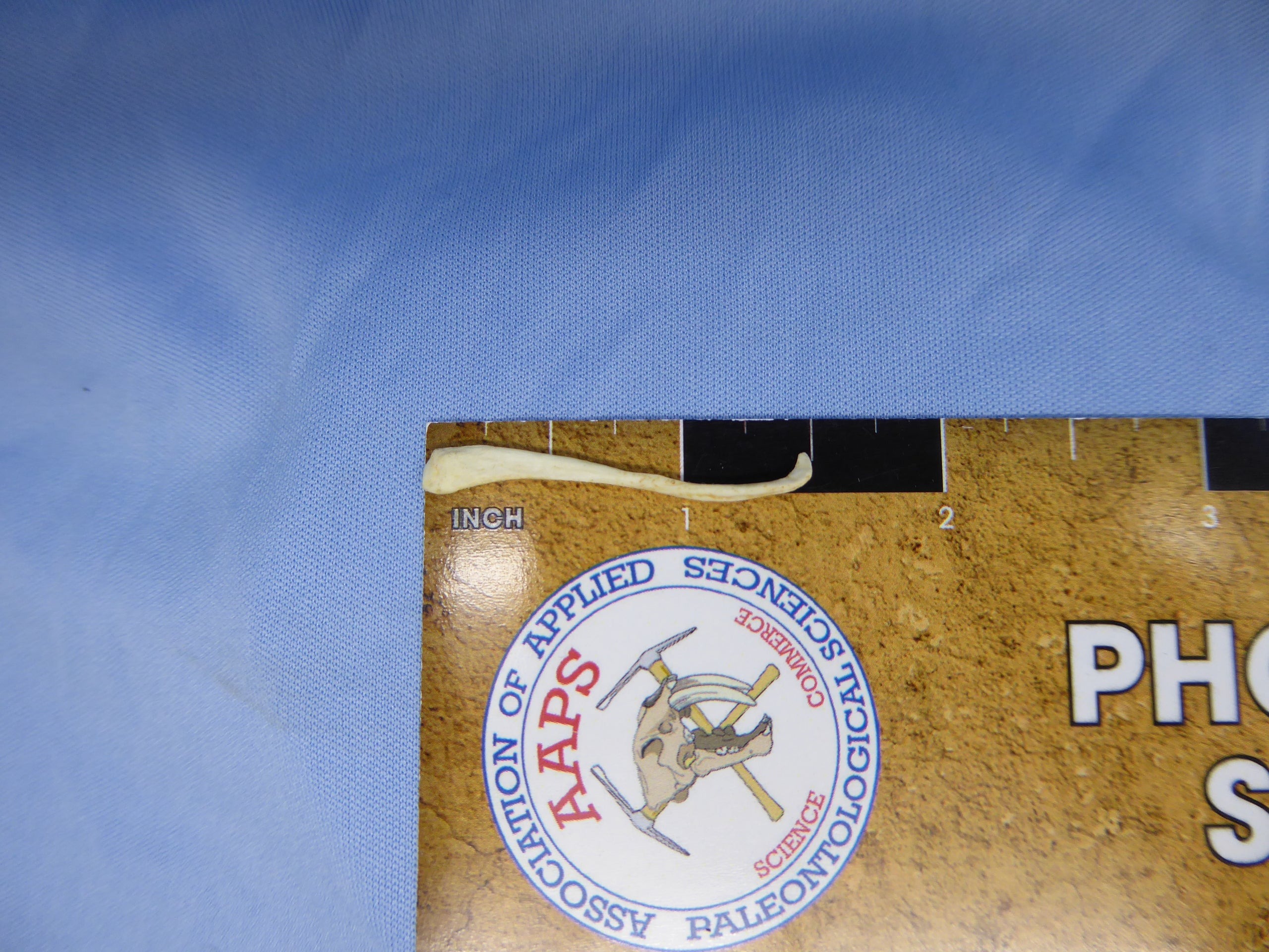 Black Footed Ferret Baculum Replica SkeletonsAndSkullsSuperstore