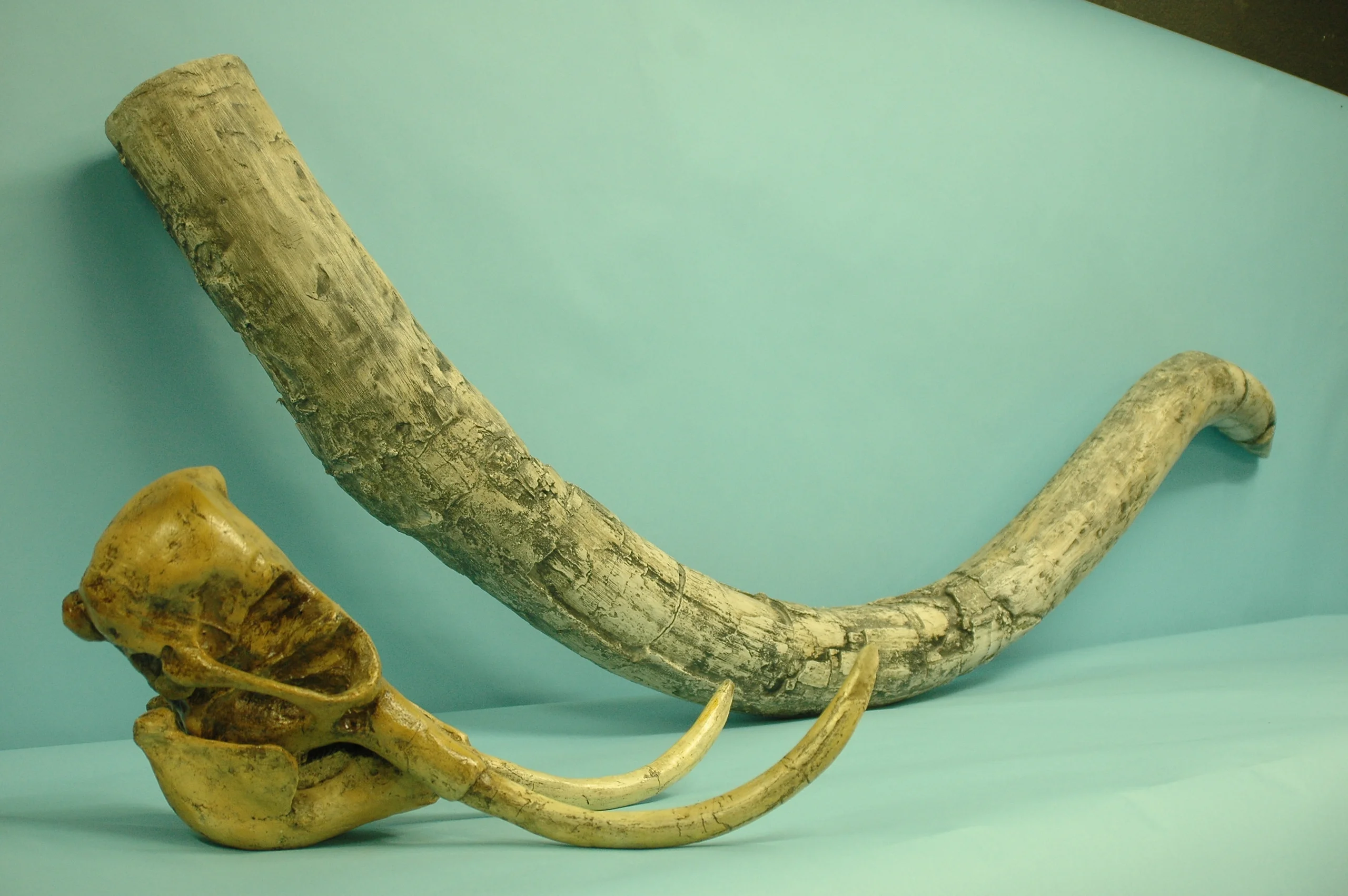 Tooth and Tusk Replicas For Sale